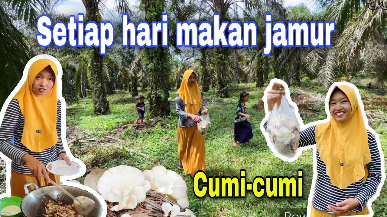 MABUK JAMUR SETIAP HARI CARI JAMUR⁉️ SEMUA PADA DOYAN - YouTube