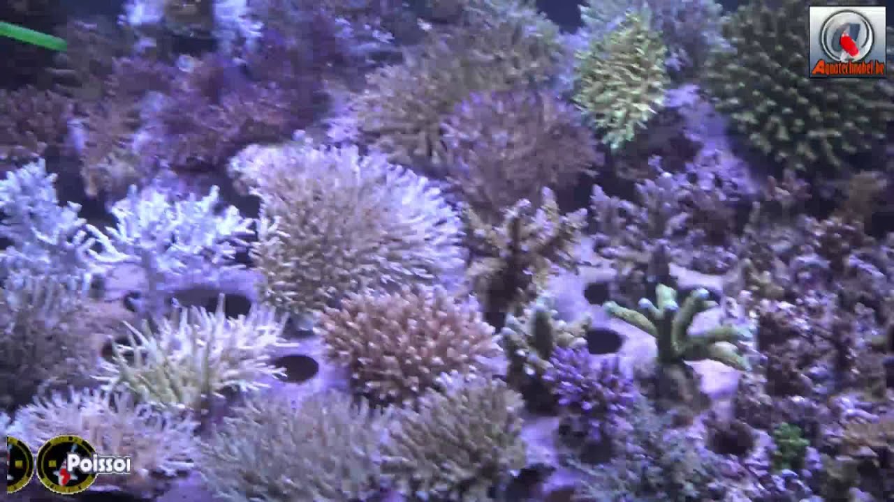 AquaVideoMag 15 - les coraux durs - YouTube