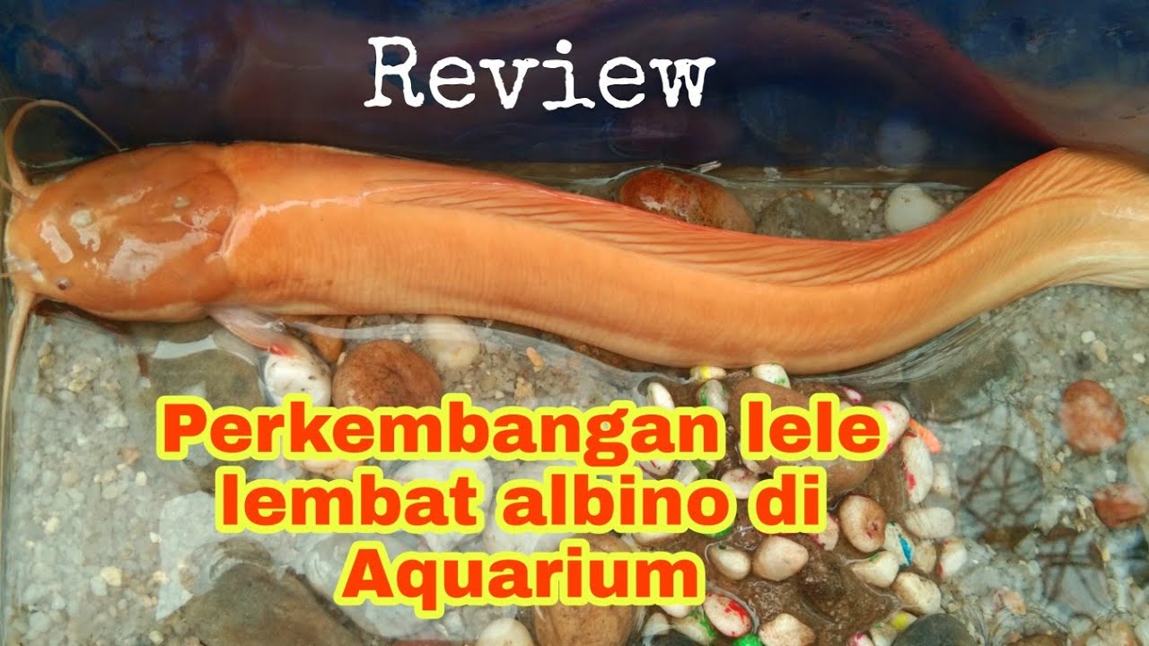 Lele Lembat albino kuning - YouTube