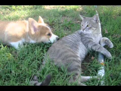 Corgi puppy vs Cat - YouTube