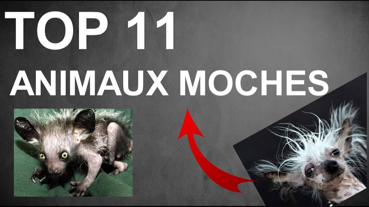 TOP 12 DES ANIMAUX LES PLUS MOCHES AU MONDE - YouTube