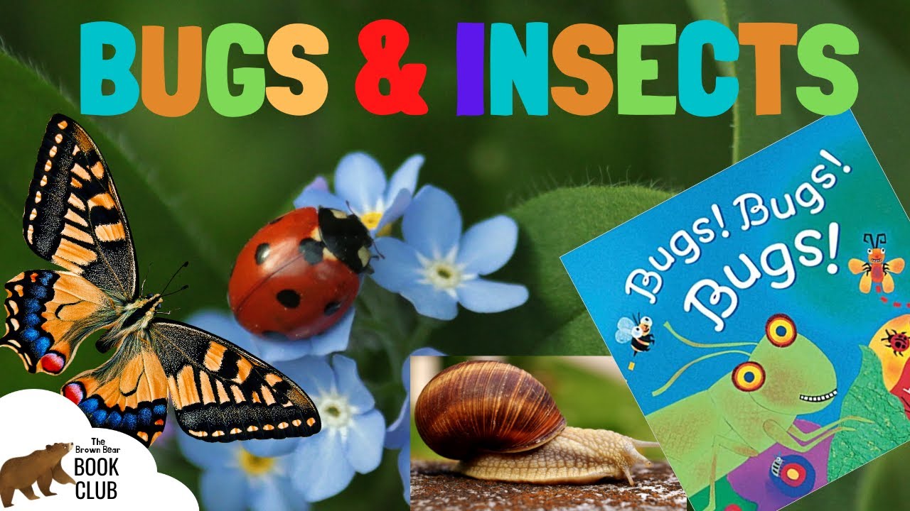 About Bug and Insects for Kids | Bugs! Bug! Bugs! Read Aloud - YouTube