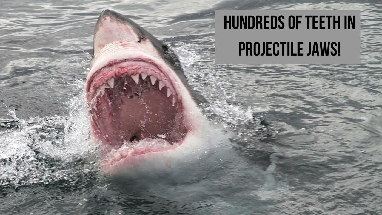 Neighborhood Sharks Hunting with the Great Whites of California's ...