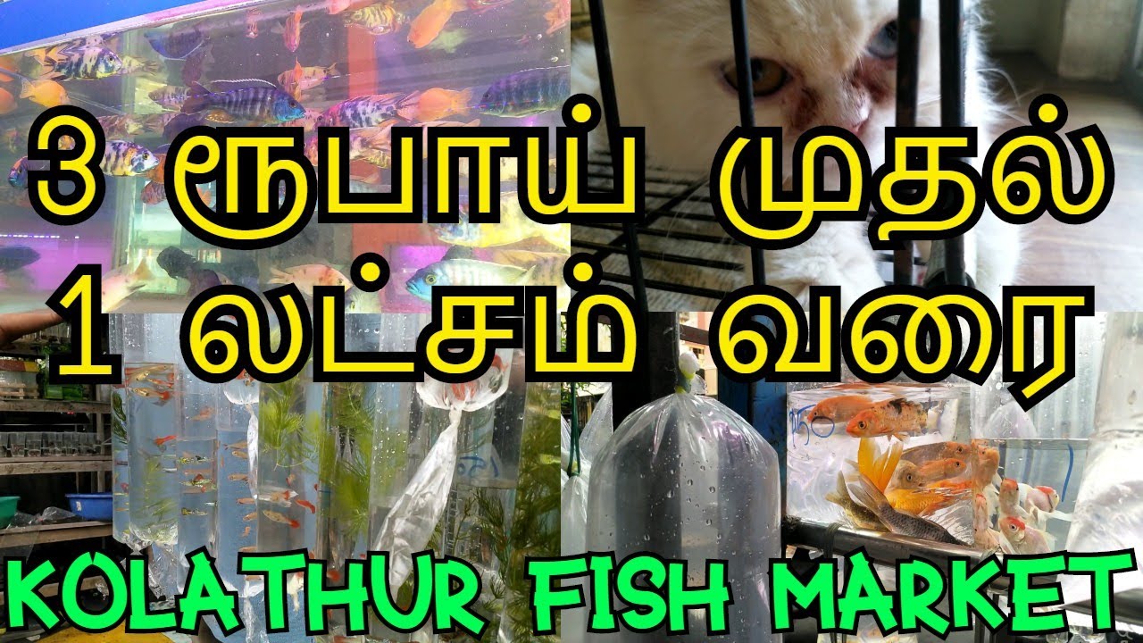 Kolathur Pet Market Best And Cheapest Pet Market In India 3 kolathur-pet-market-best-and-cheapest-pet-market-in-india-3