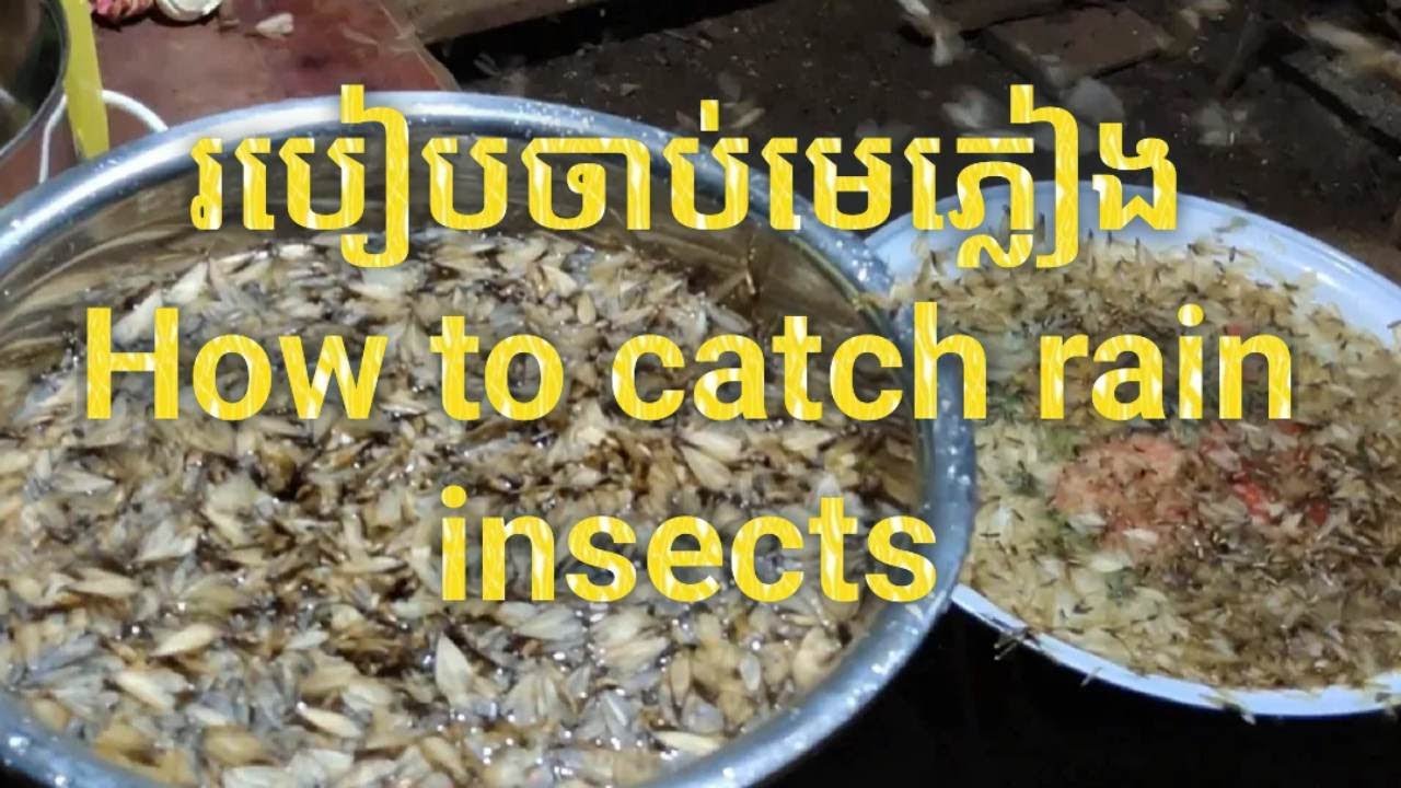 របៀបចាប់មេភ្លៀងអោយមាន់ស៊ី / How to catch rain insects - YouTube