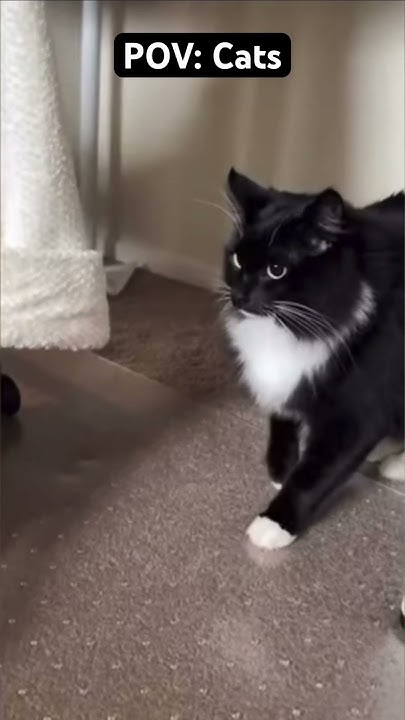 POV:Cats - YouTube