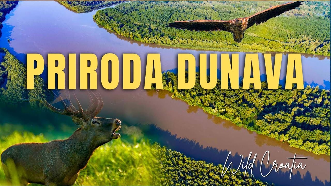 Dokumentarni film: Priroda Dunava u Hrvatskoj, Srbiji i Mađarskoj - YouTube