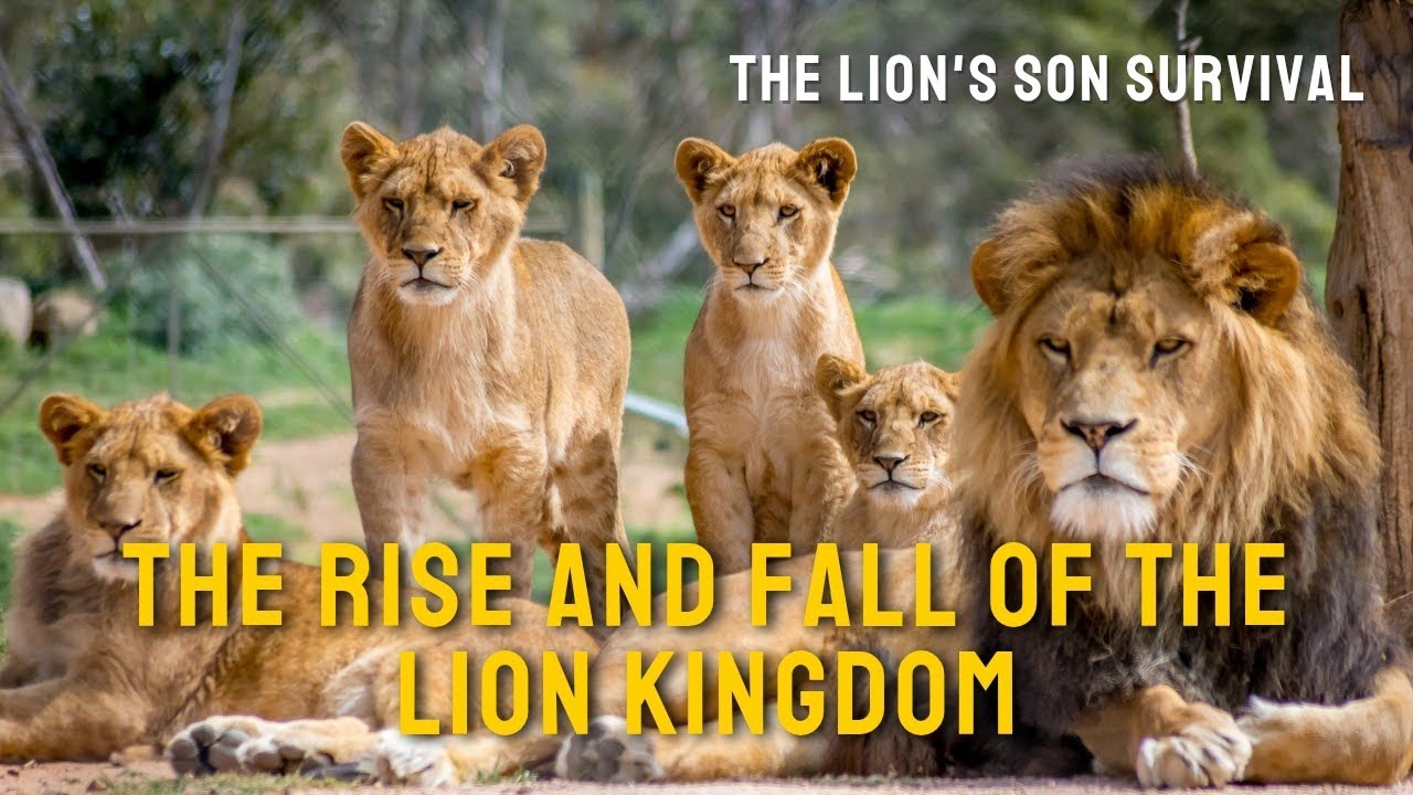 The Rise and Fall of the Lion Kingdom: A Tale of Power, Pride, and ...