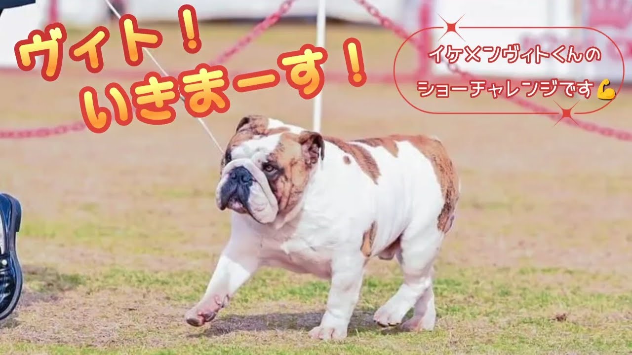 【イケメンくんのチャレンジ！】ヴィトくんのショーチャレンジです！#bulldog #ブルドッグ #ブル #いぬ #ドッグショー #ブリーダー ...