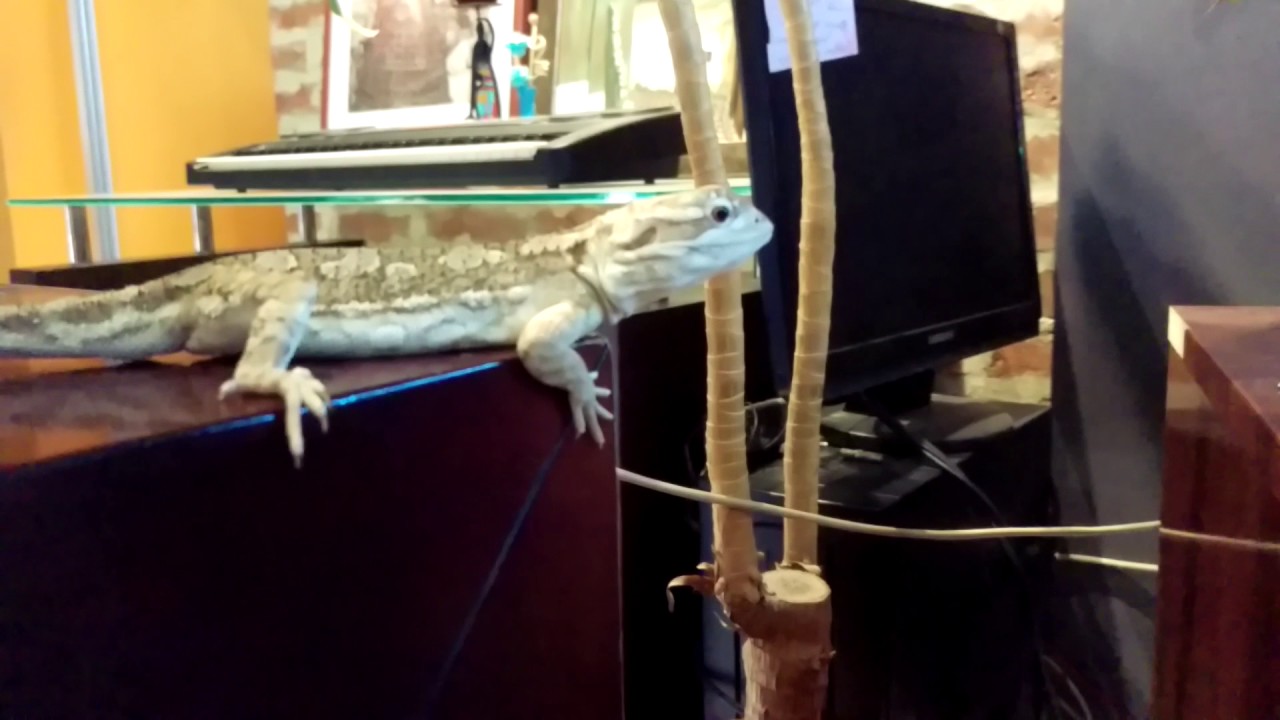 Dumb lizard fails to jump and falls - YouTube
