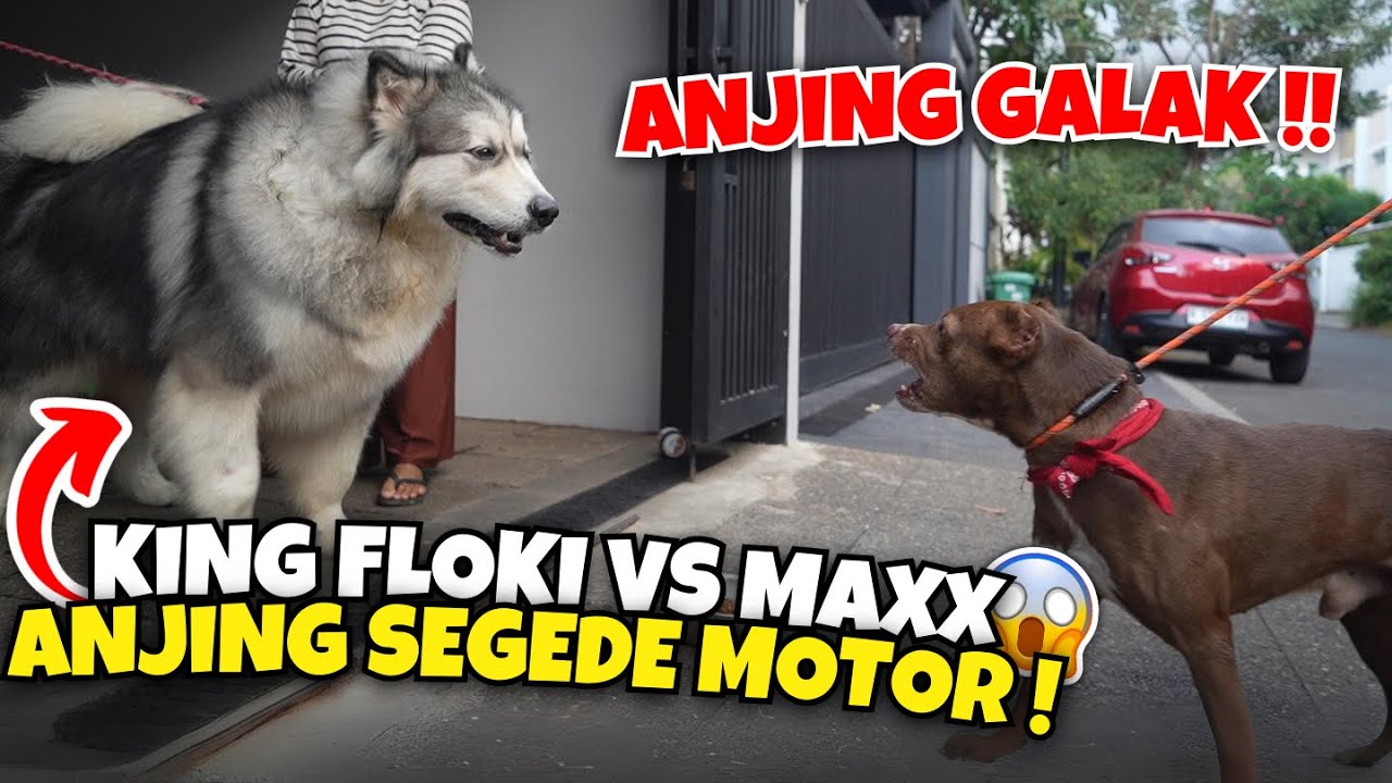 FLOKI VS ANJING ALASKAN ‼️ ANJING GALAK SEGEDE MOTOR - YouTube