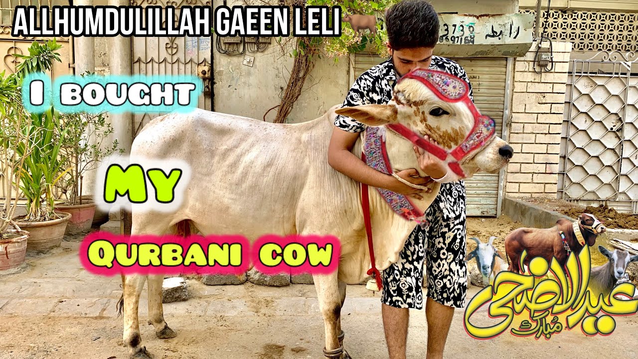 I BOUGHT MY QURBANI COW ALLHUMDULILLAH ️🐂 |GAEEN LELI😍| MERA GOOLU ️💋 ...