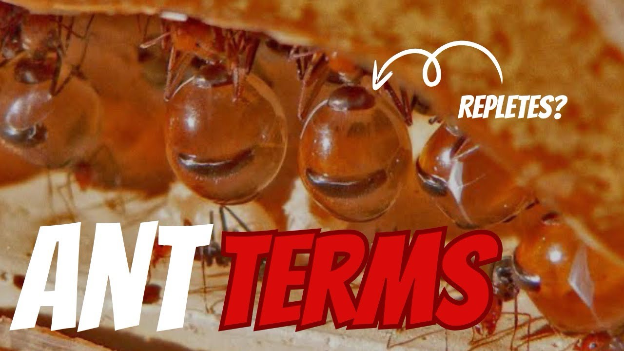 Ant Keeping Glossary: Essential Terms you Need to Know! - YouTube