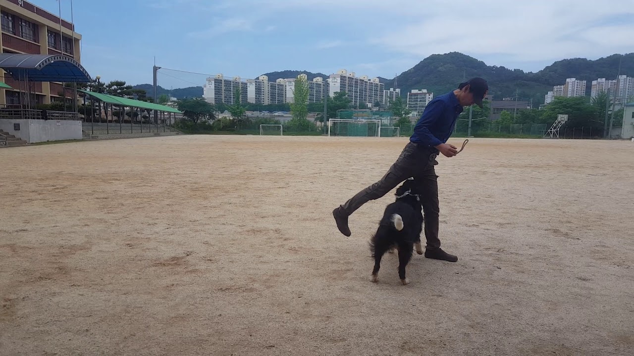 'VEGA' Shephound(german shepherd + staghound) reverse weave - YouTube