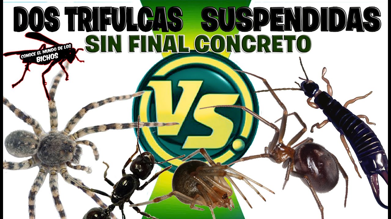 DOS TRIFULCAS SUSPENDIDAS SIN UN FINAL CONCRETO - YouTube