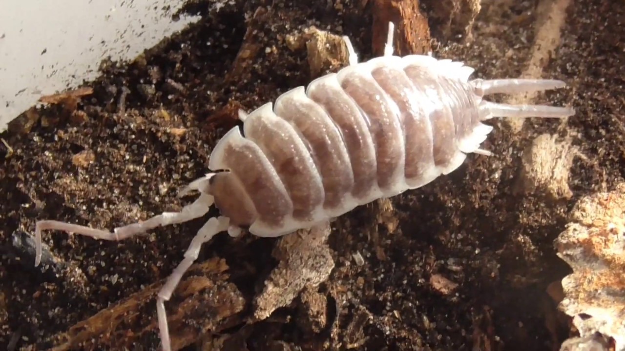 GIANT ISOPOD / GOLIATH ASSEL / PORCELLIO HOFFMANNSEGGI /HD - YouTube