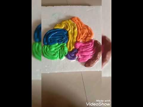 Science project / grade 5 / Human Brain/ clay model - YouTube