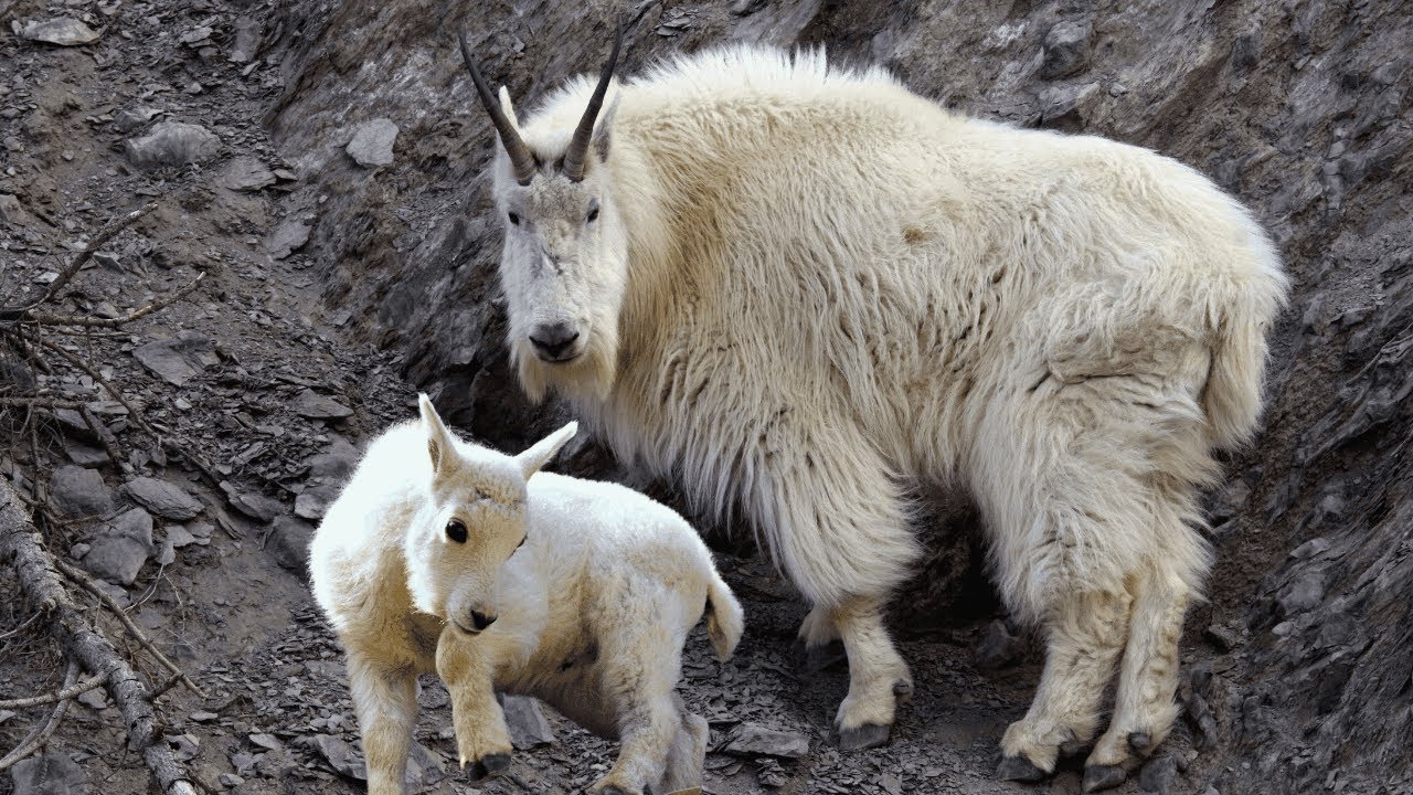 Rocky Mountain Goats: Nature's Extreme Climbers - YouTube