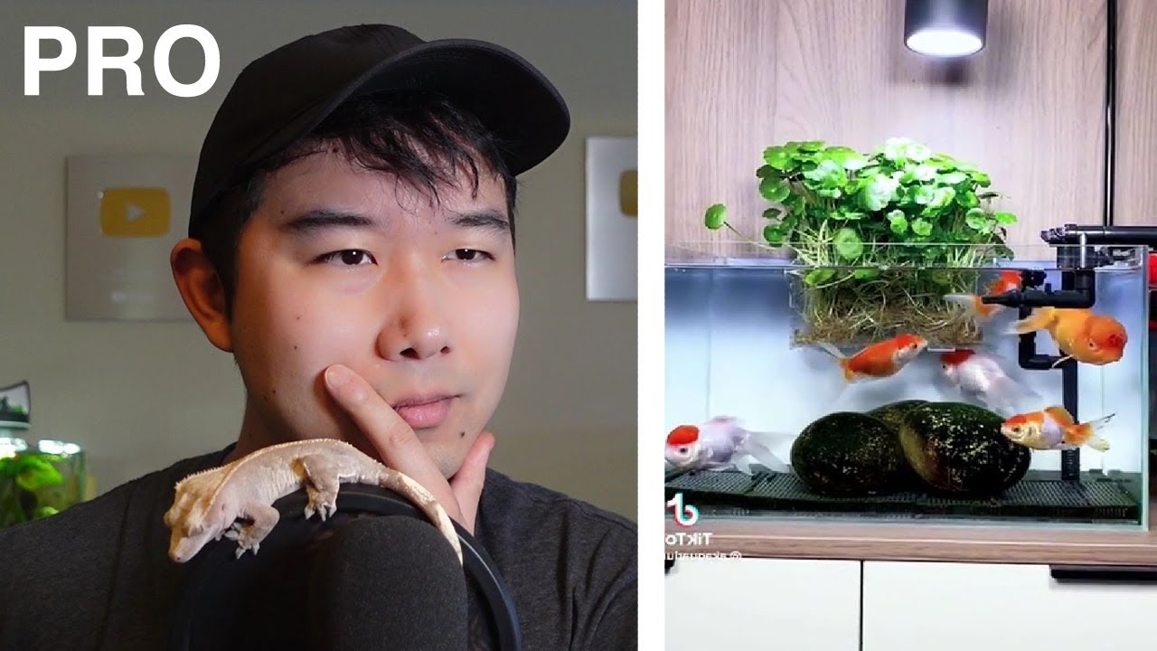 What Could GO WRONG?! | Fish Tank Review 182 - YouTube