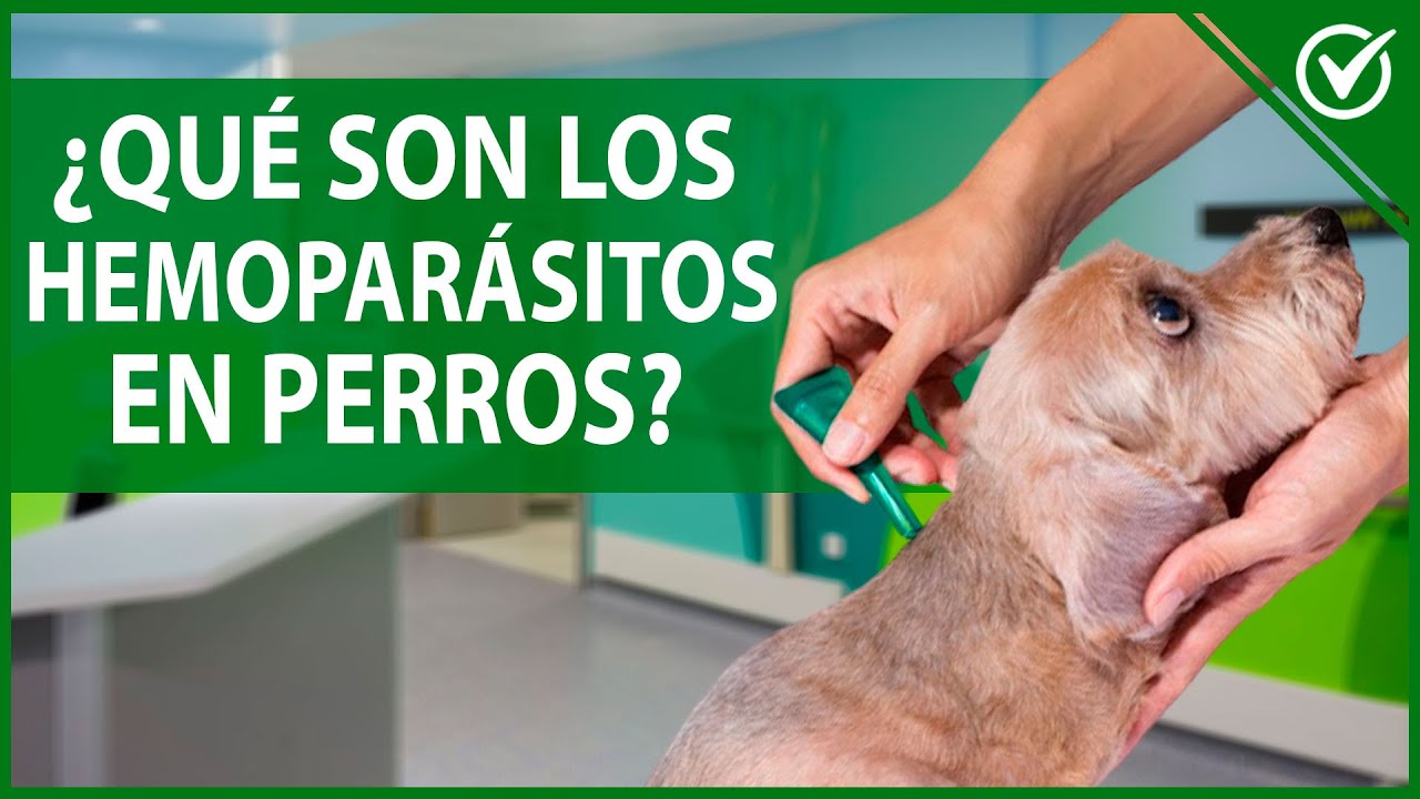 🐶 Hemoparásitos en Perros - Tipos, Causas, Síntomas y Tratamiento 🐶 ...