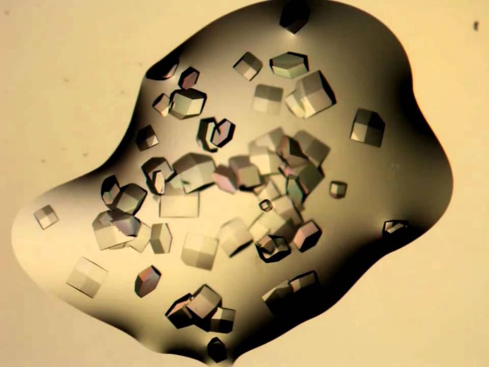 Lysozyme crystal growth long version - YouTube
