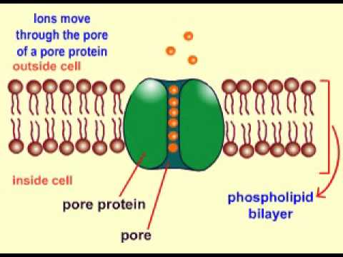 facilitated diffusion.poreprotein.avi - YouTube