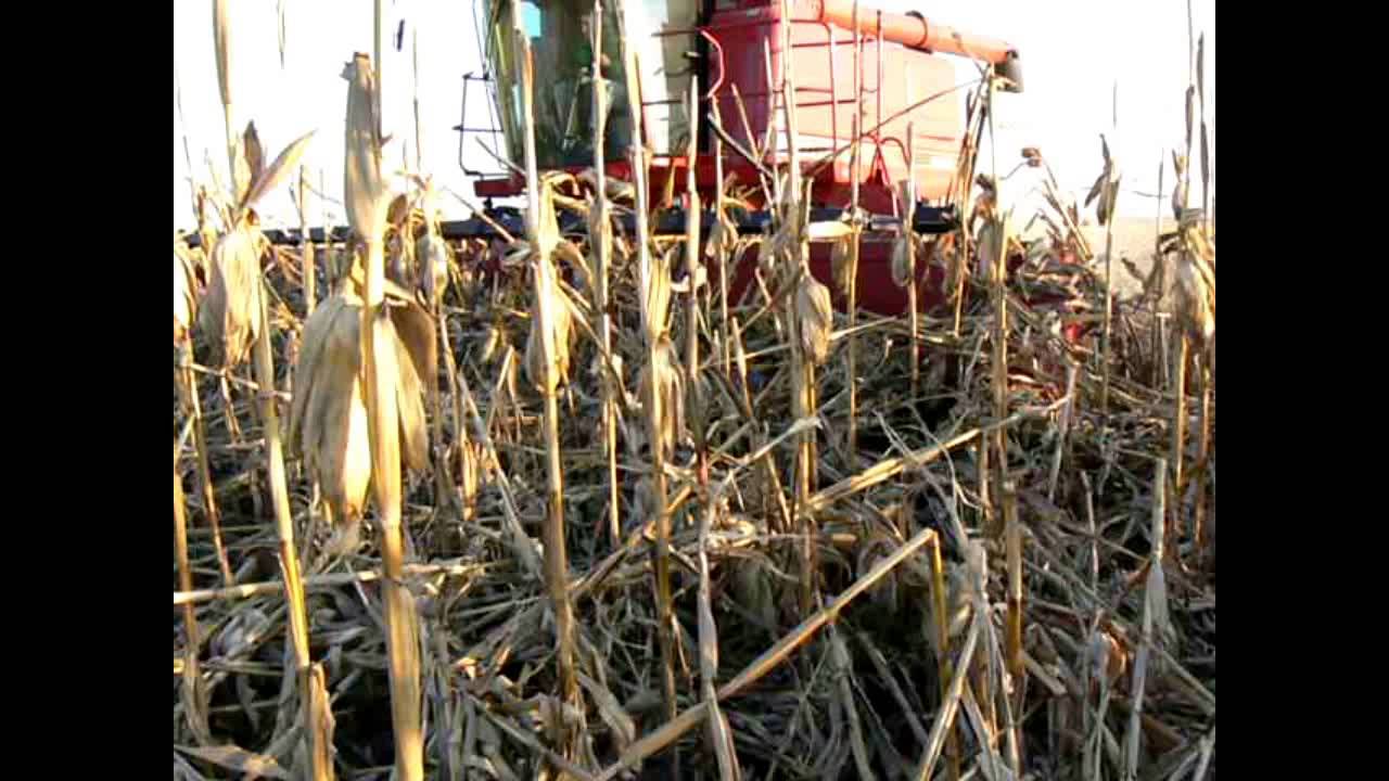 Corn-Reel on Case IH 2388 with 12row Cornhead - YouTube
