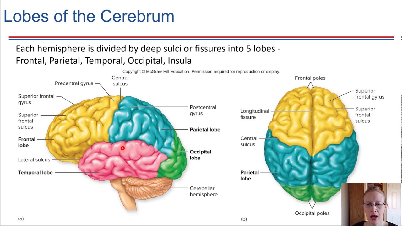 The Cerebrum - YouTube