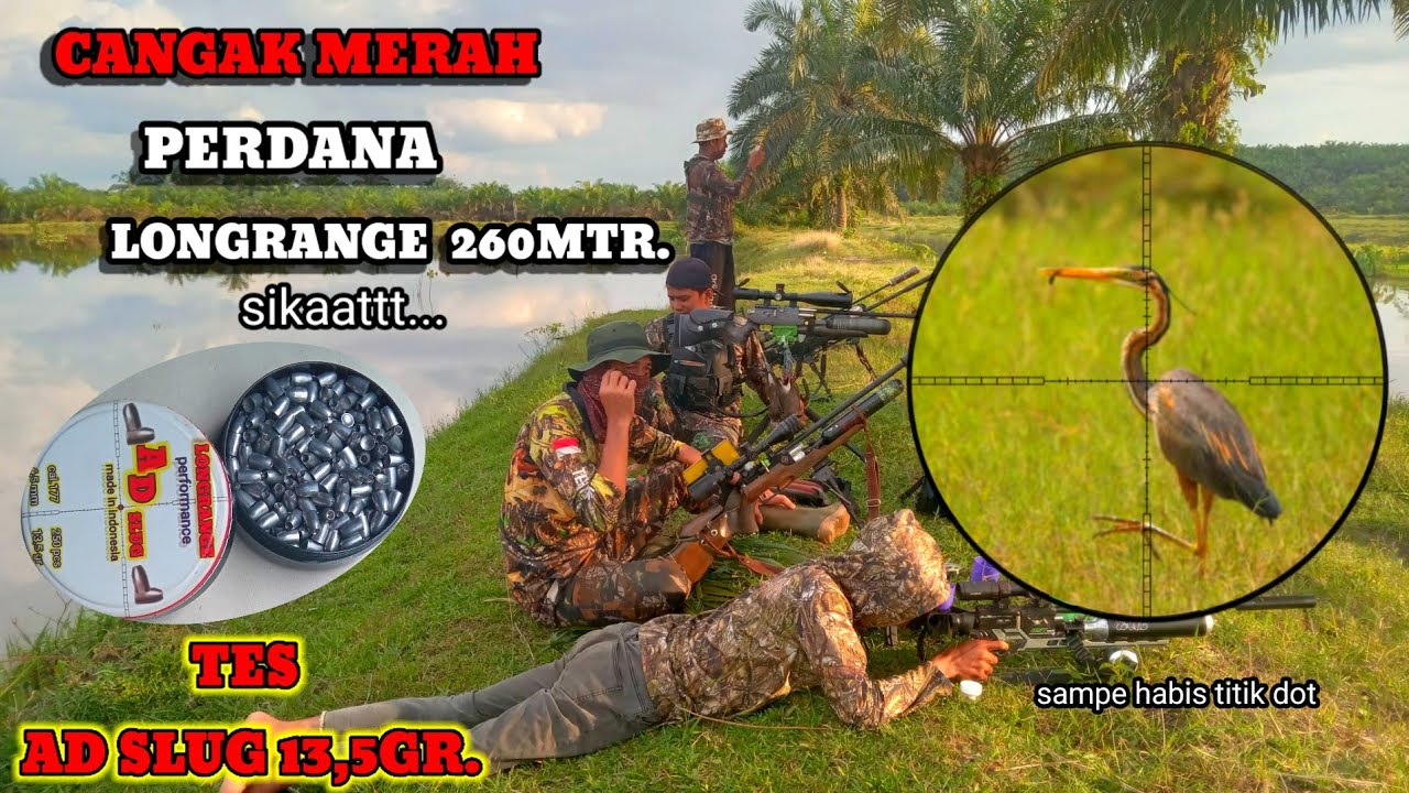 Berburu bangau/cangak merah || berburu jarak jauh 260mtr || AD SLUG 13 ...