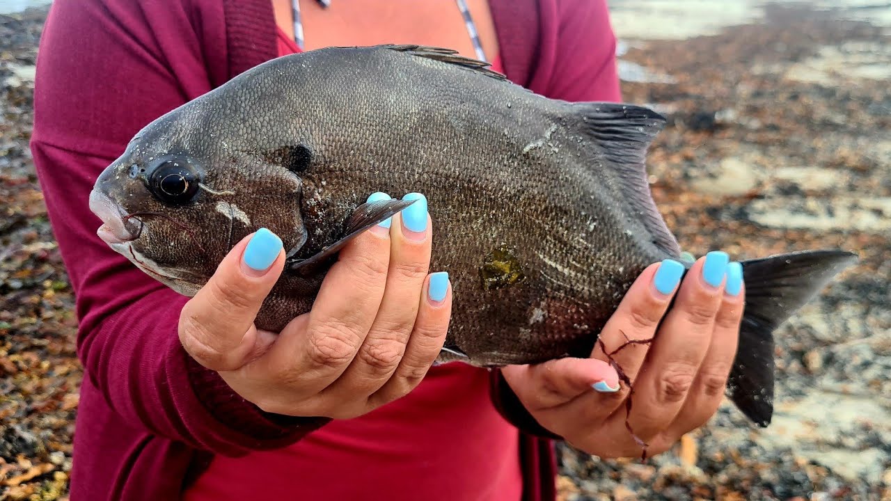 Wife Catches Her First Galjoen. Absolutely beautiful! - YouTube