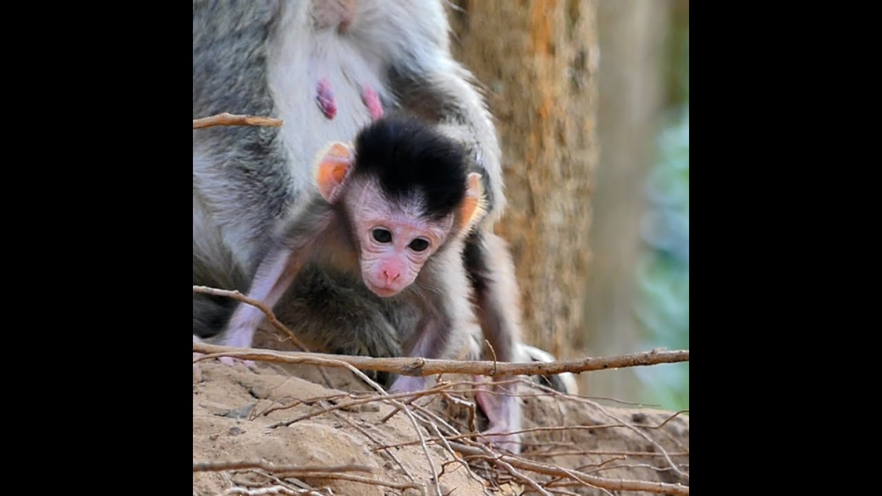 Wow happy to see baby Sann learn walk fist time lovely new born baby ...