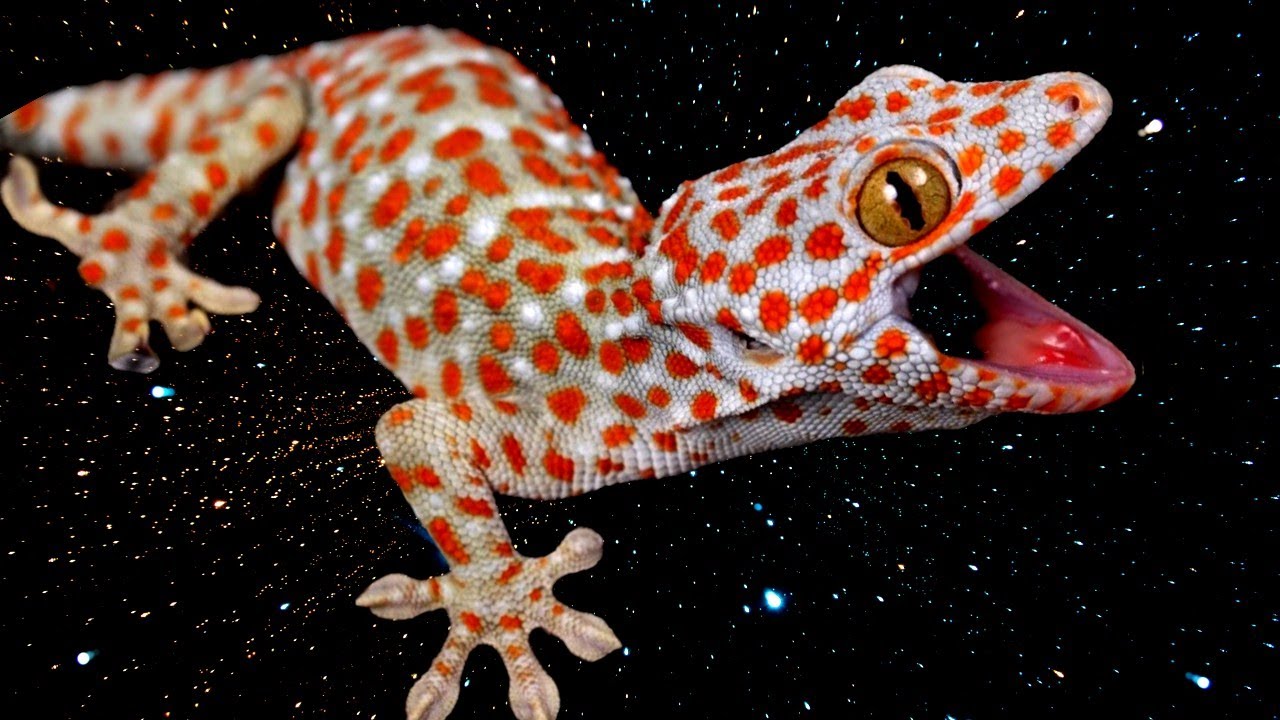 Sound of Tokay Gecko, Suara Tokek Asli, Gecko Sound, Suara Tokek Yang ...