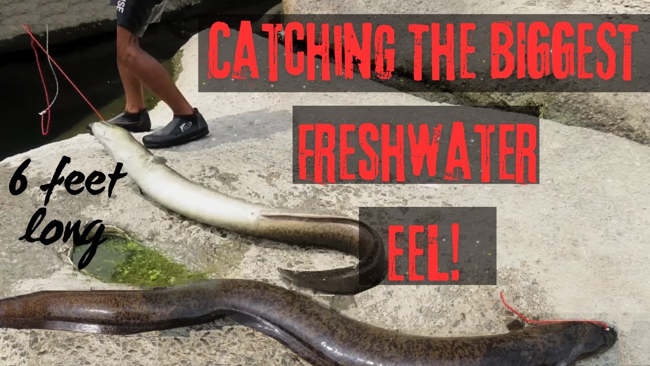 Catching The BIGGEST Freshwater EEL! BUSHCRAFT, fishing, hunting ...