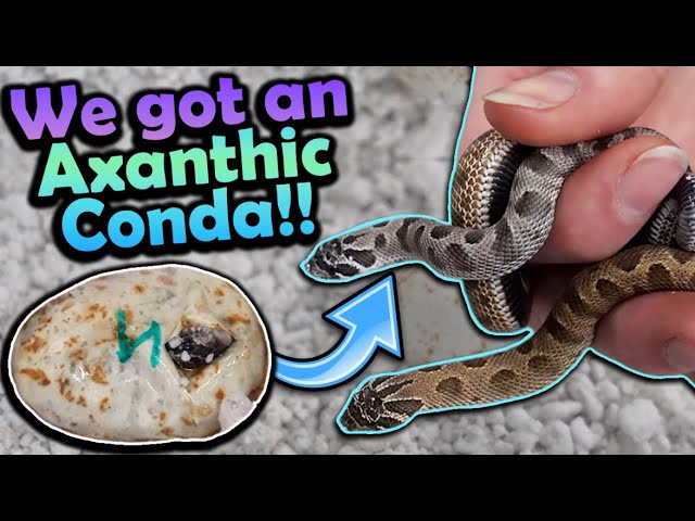 Baby Hognose Snake