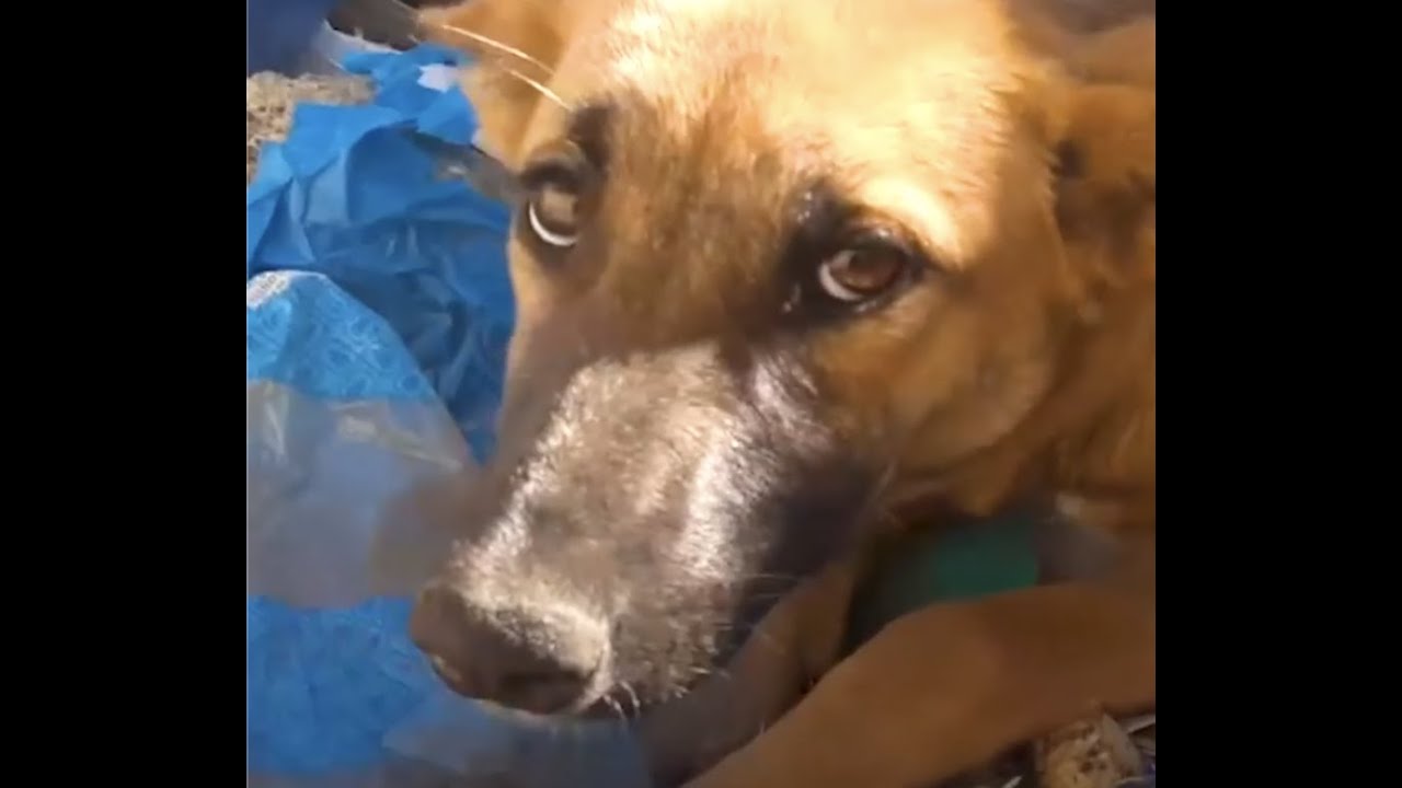 Dog Rescued From a Garbage Dump Finds the Perfect Best Friend ️ - YouTube