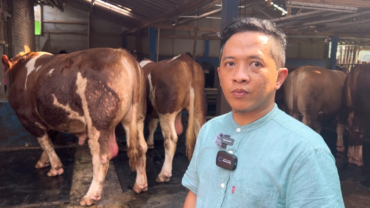 SAPI KURUS JADI GEMUK GARA2 letong nya membawa berkah - YouTube