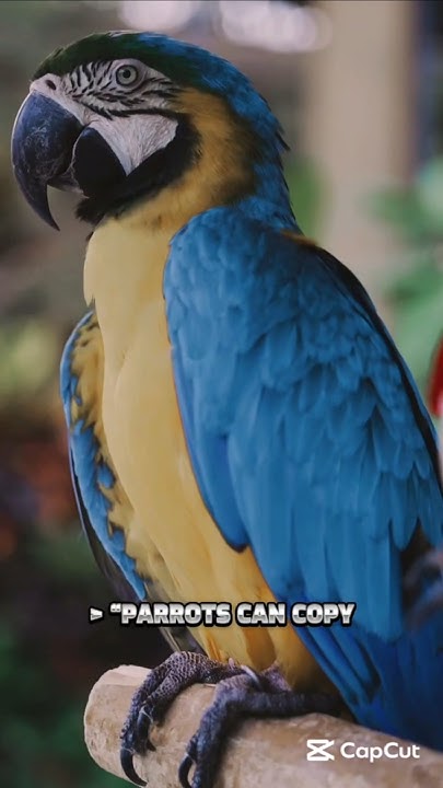 Why Parrots Can Talk Like Humans | #shorts - YouTube