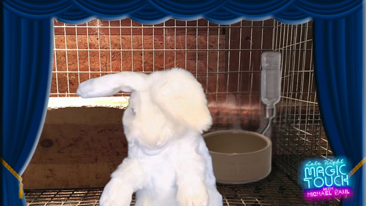 "Magic Moment" - Do rabbits like carrots? - YouTube