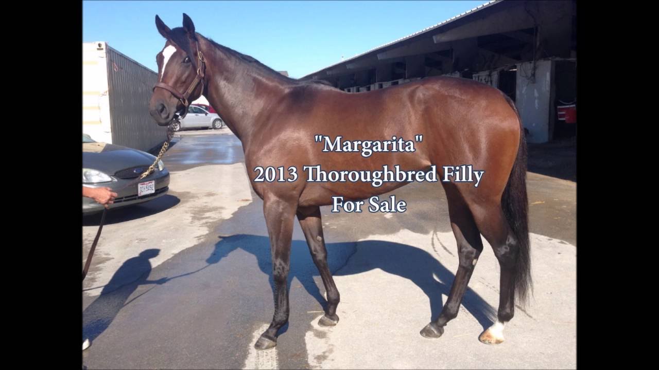 "Margarita" - 3 Year old Thoroughbred Filly For Sale - YouTube