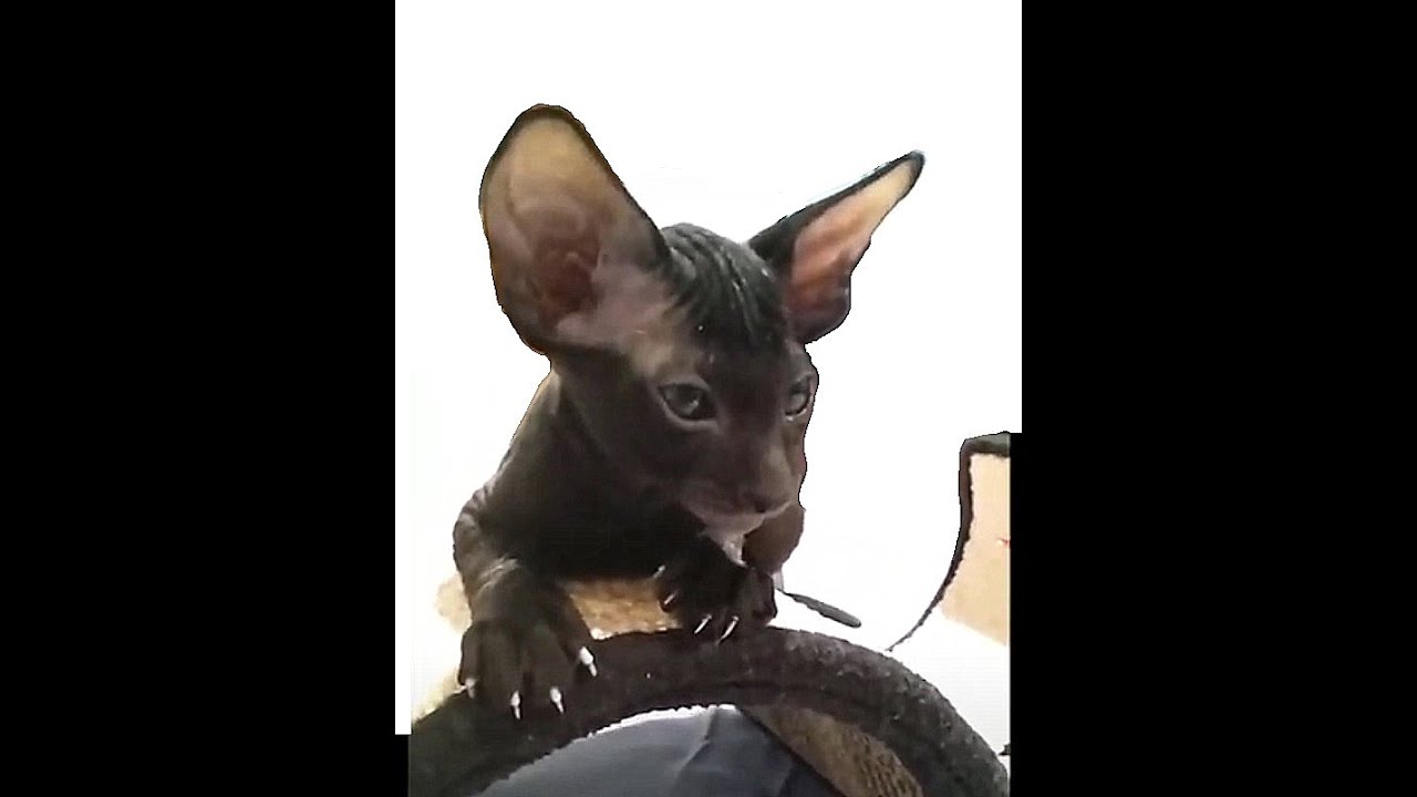 Flock peterbald boy - YouTube