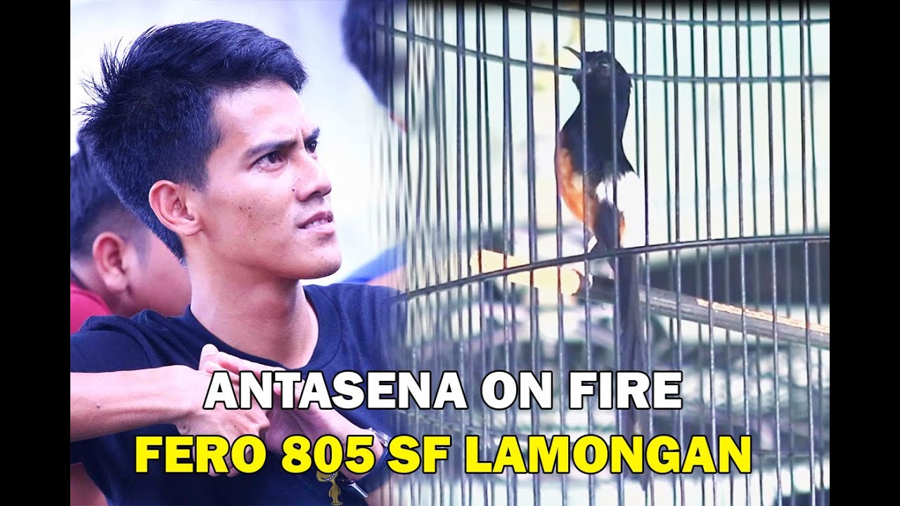 ANTASENA ON FIRE|||FERO 805 SF LAMONGAN. - YouTube