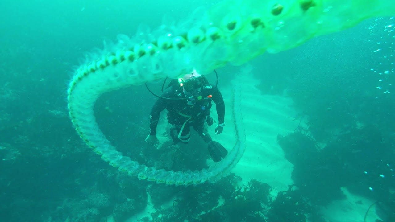 bamboo reef dvd 2017 - YouTube