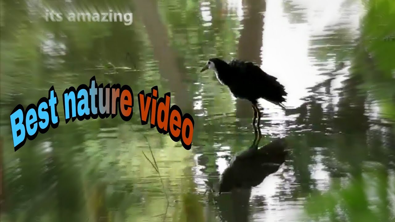 Titar bird or Pheasant bird takes Bath - YouTube