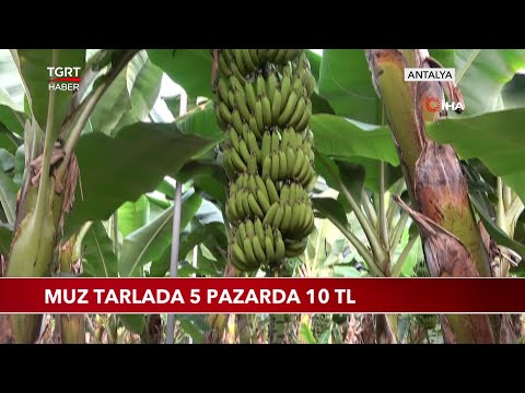 Muz Tarlada 5 Pazarda 10 TL