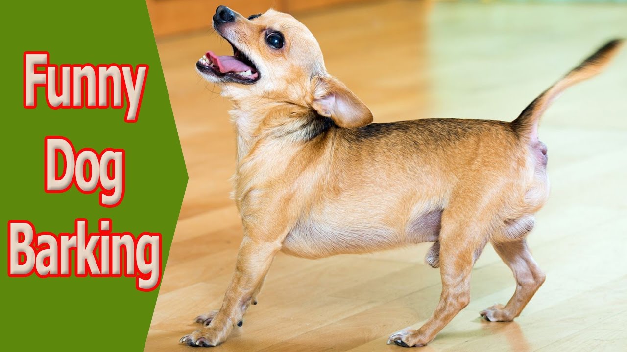 Most funny dog barking videos compilation 2016 #1 - YouTube