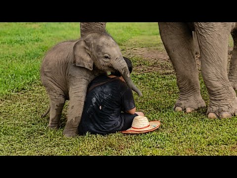 Cute Baby Elephant Playing With a Human Friend