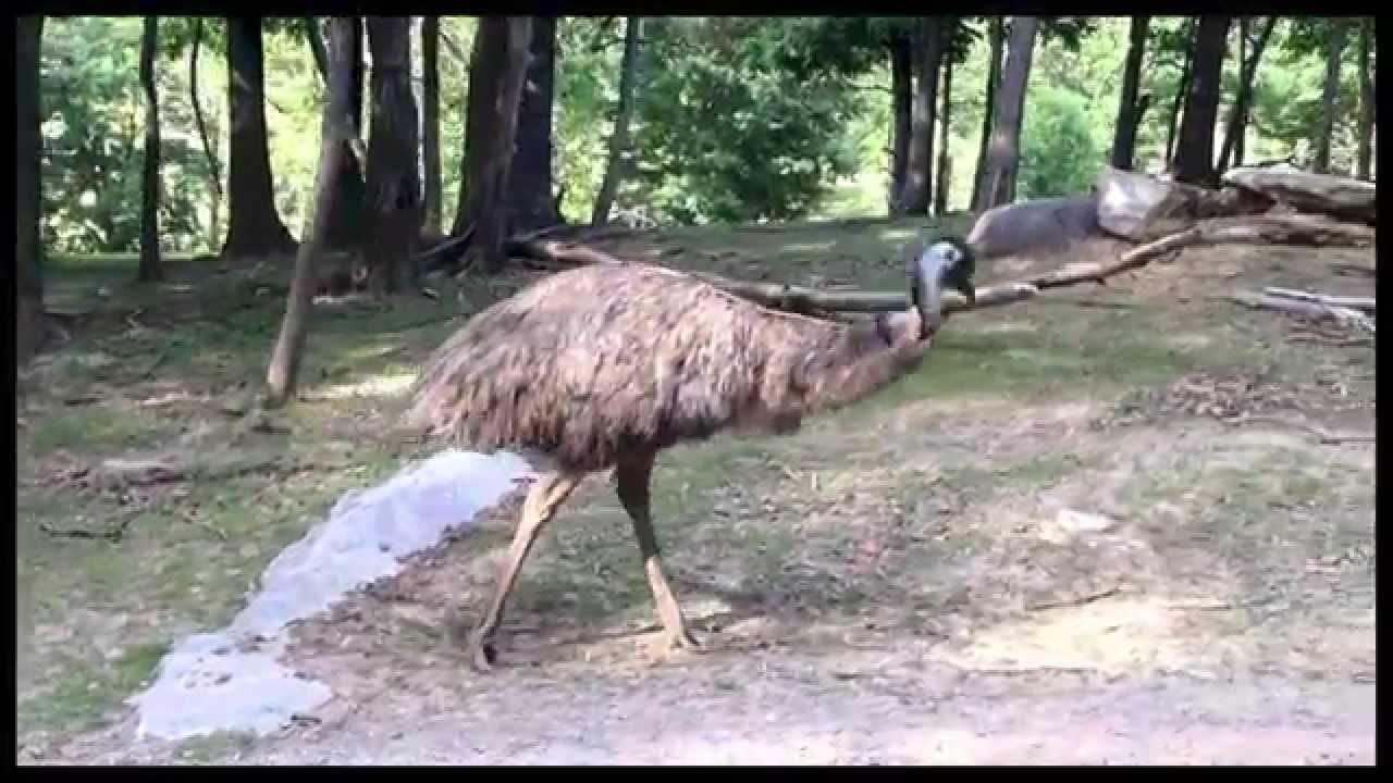 Emu Cat Walk on Whistle Baja Indian Song - Virginia Safari Park - YouTube
