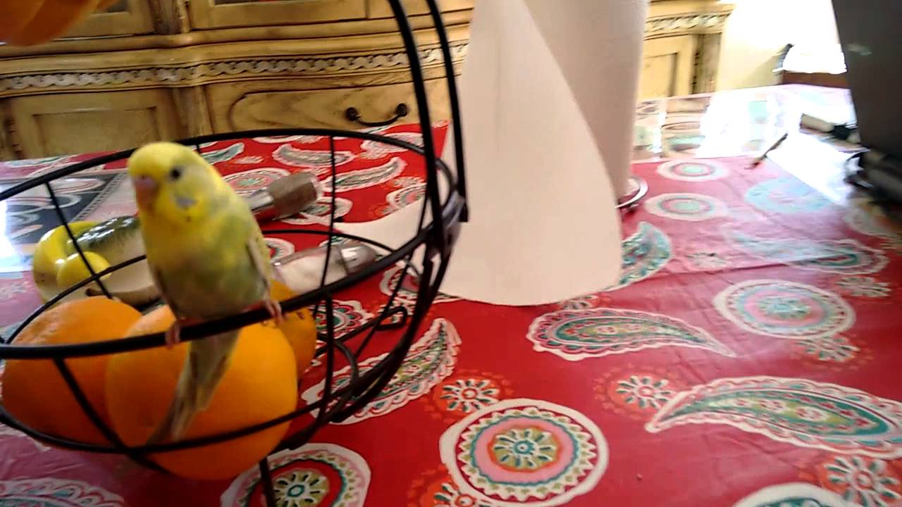 A parakeet doing an obstacle course. - YouTube
