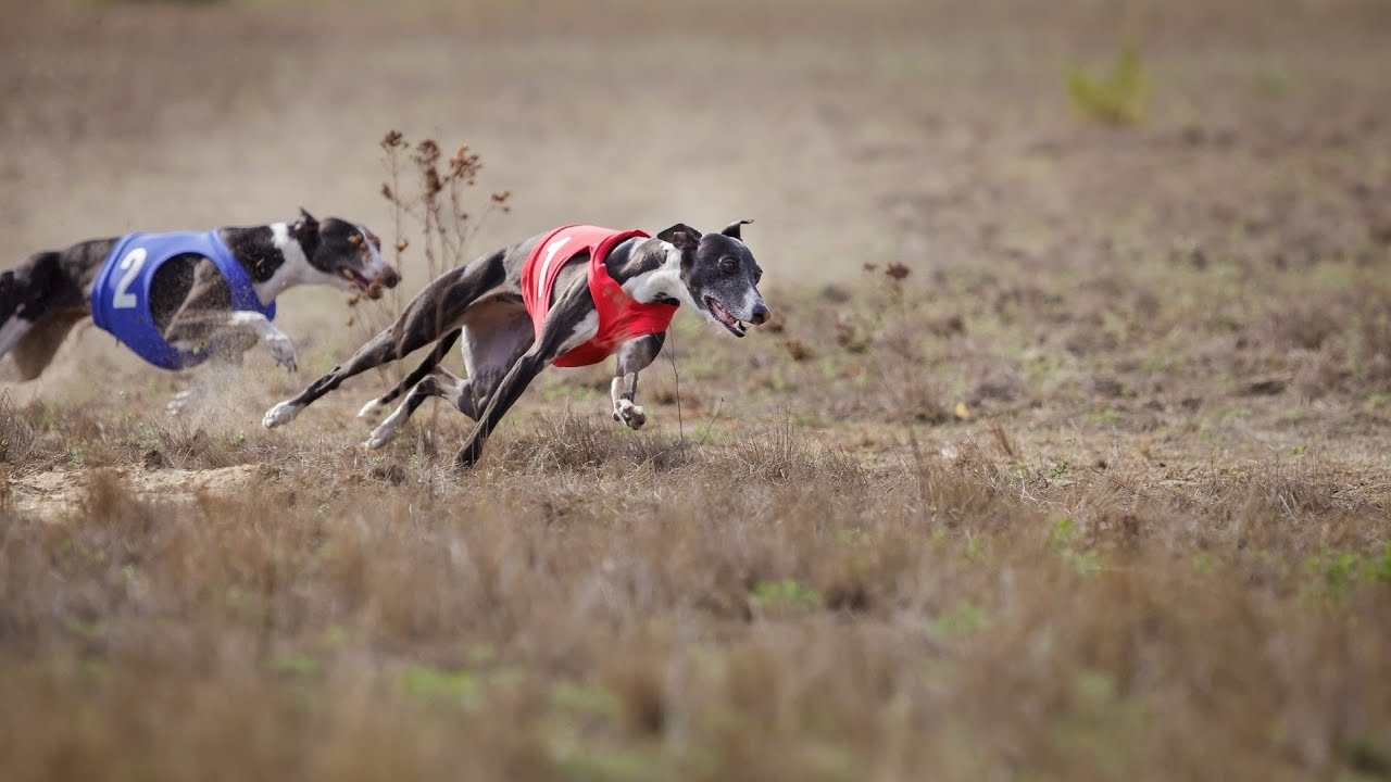 How to Train Your Whippet for Lure Chasing and Whippet Racing - YouTube