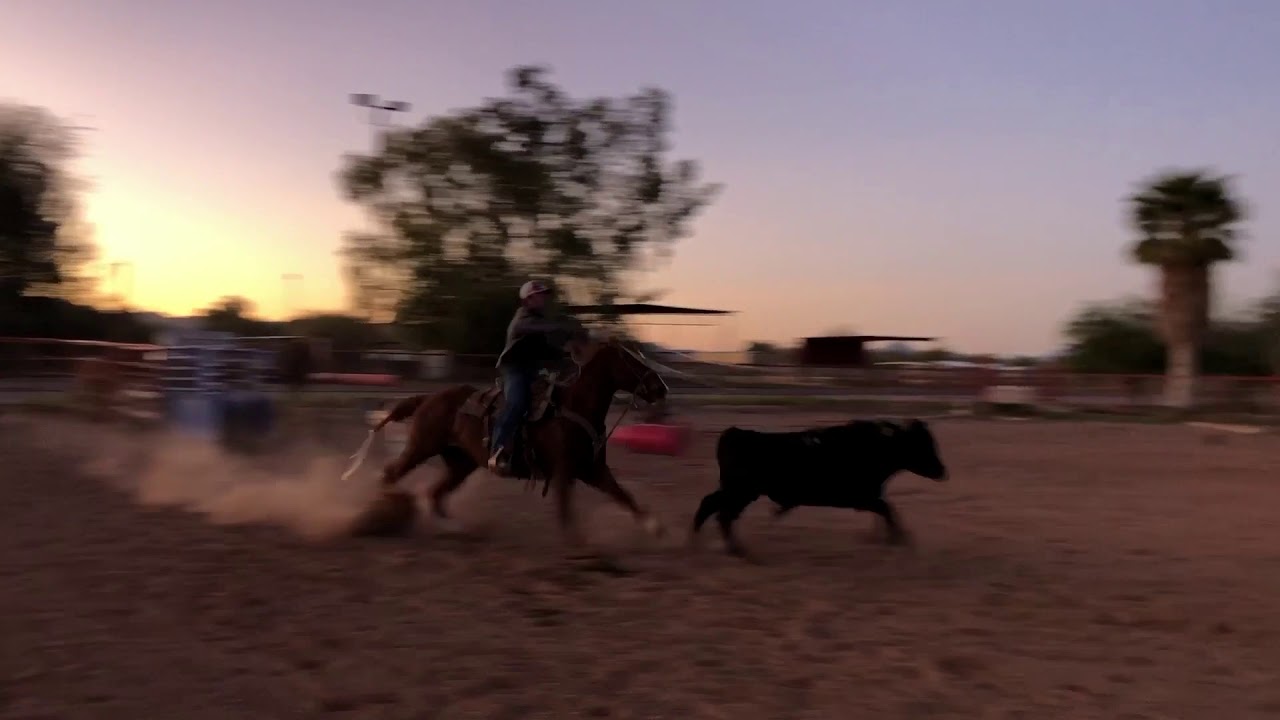 sold BSF SMART GUY-started breakaway horse for sale - YouTube